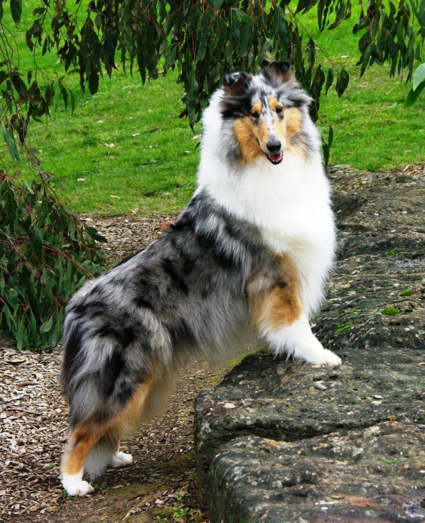 GRAND CHAMPIONS – Baqilodge Collies